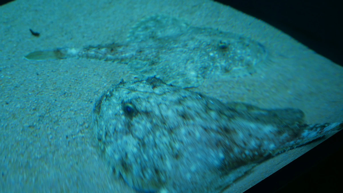 Yellow Goosefish | Animals Wiki | Fandom