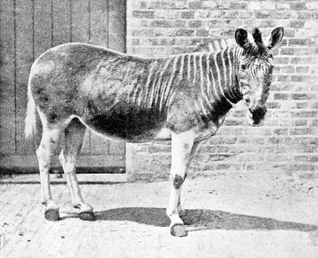 Quagga | Animals Wiki | Fandom