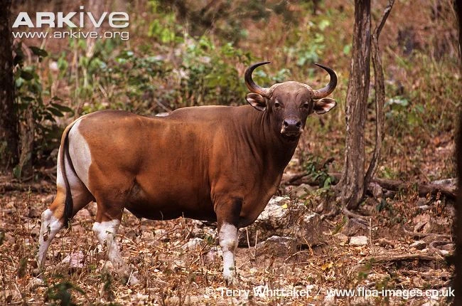 Banteng | Animals Wiki | Fandom