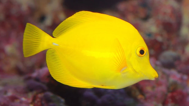 Yellow Tang | Animals Wiki | Fandom