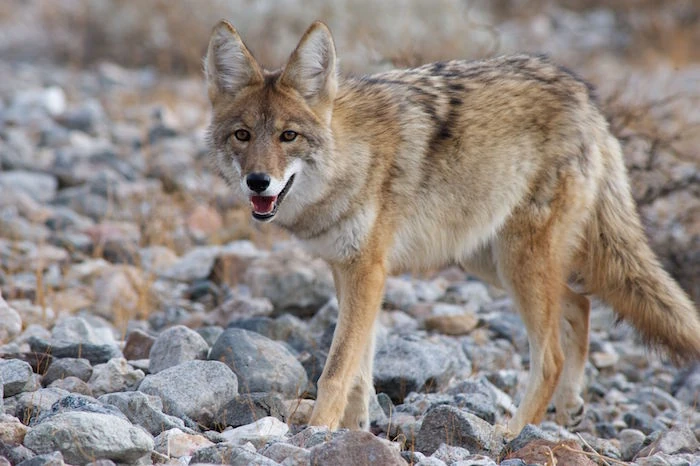 Coyote | Animals Wiki | Fandom