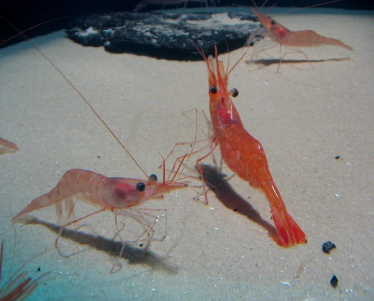 Northern Prawn | Animals Wiki | Fandom