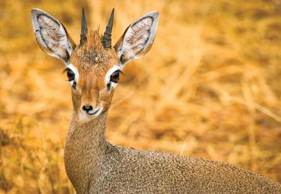 Category:Dik-diks | Animals Wiki | Fandom