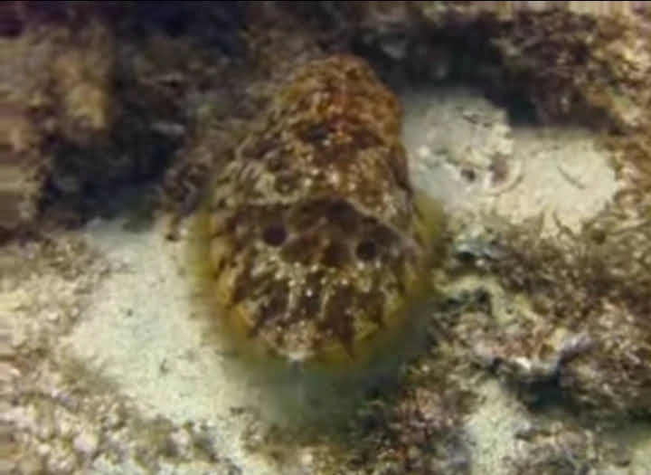 Striped Pyjama Squid | Animals Wiki | Fandom