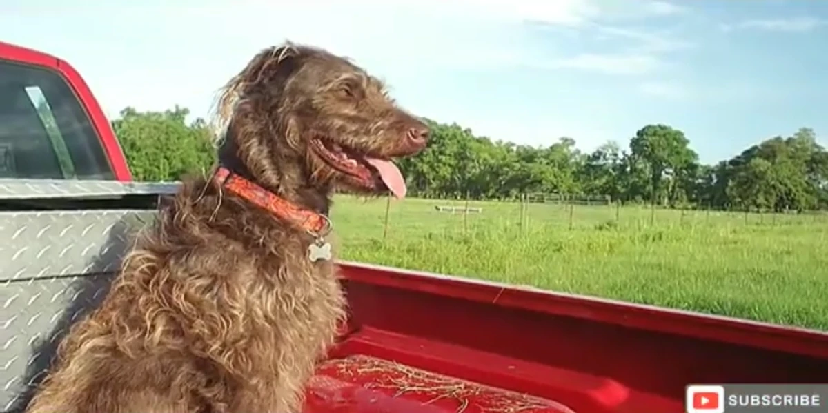 German Wirehaired Pointer | Animals Wiki | Fandom