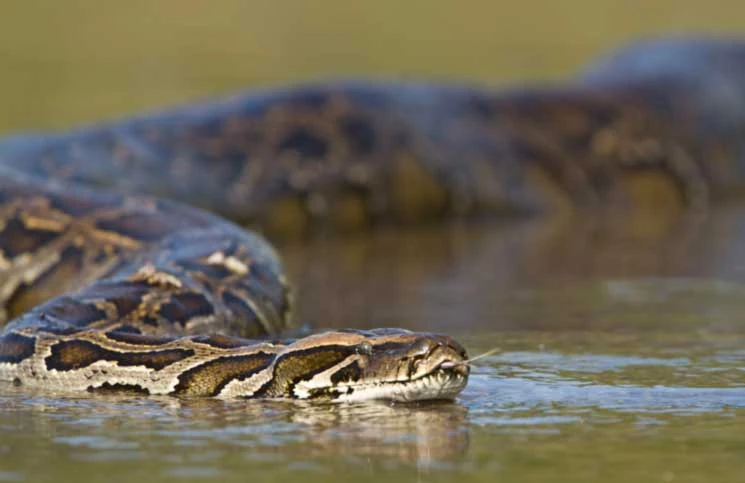 Indian Python | Animals Wiki | Fandom