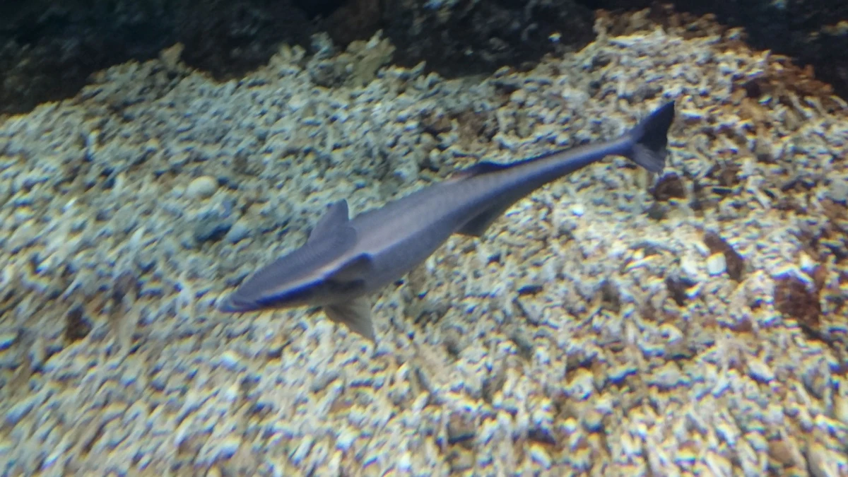 Live Sharksucker | Animals Wiki | Fandom