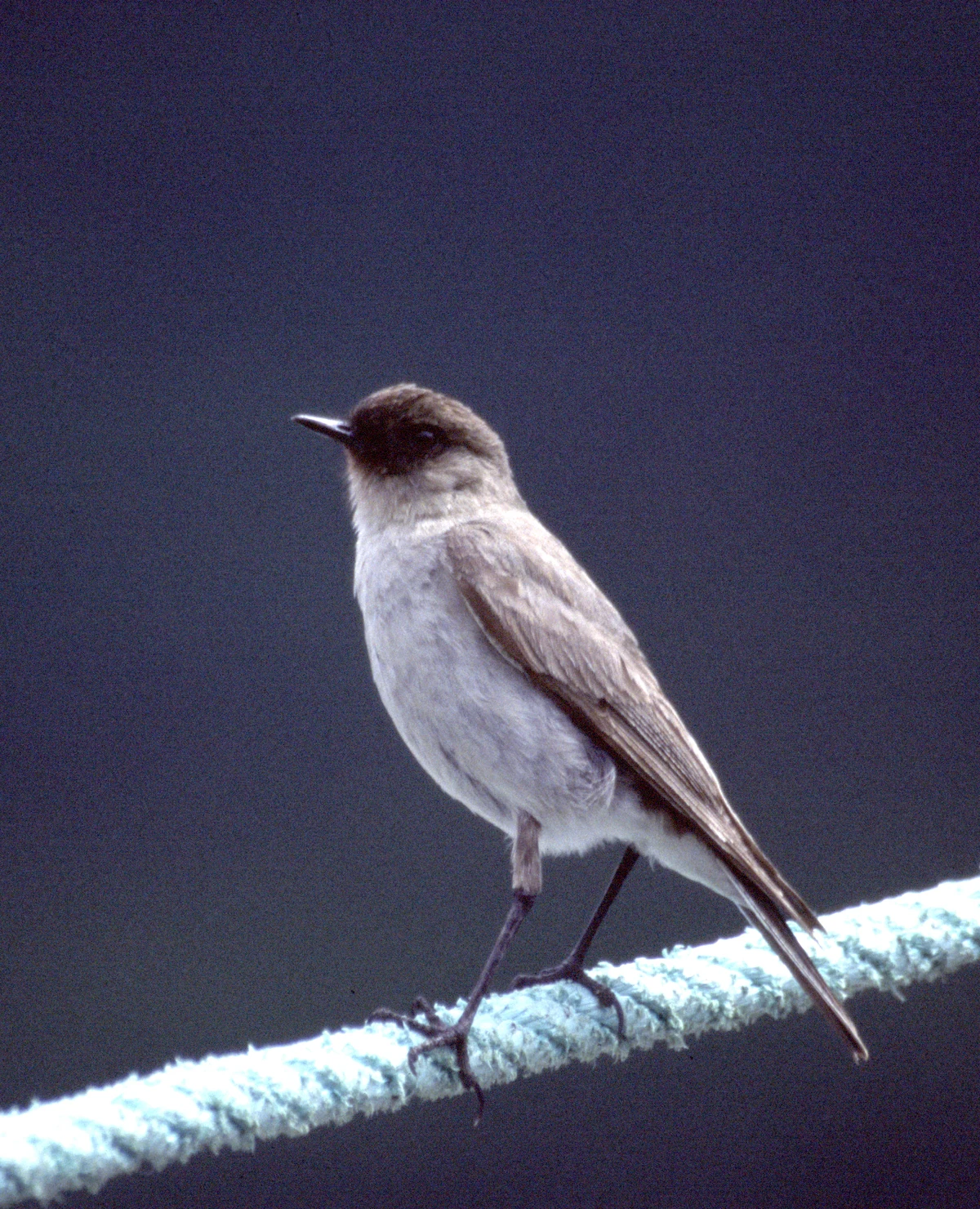 Dark-Faced Ground Tyrant | Animals Wiki | Fandom
