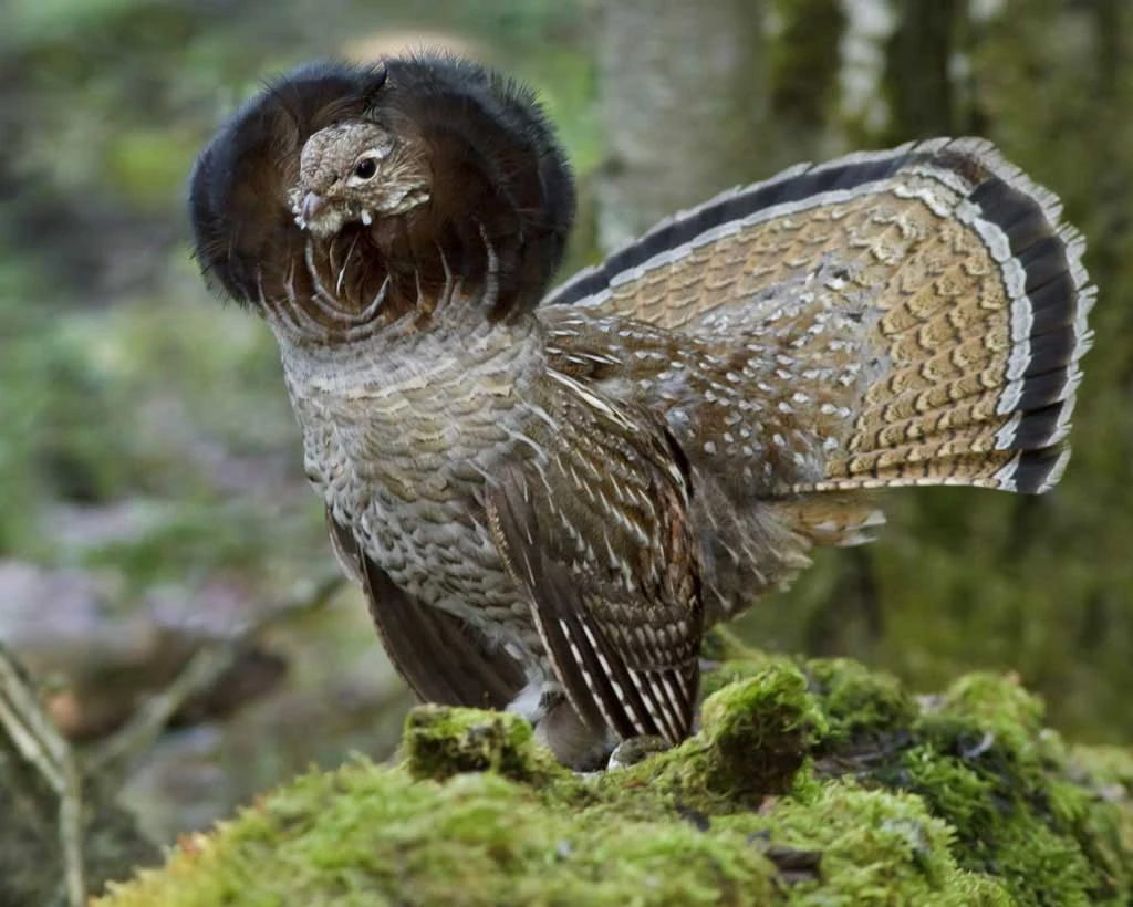 Category:Grouse | Animals Wiki | Fandom