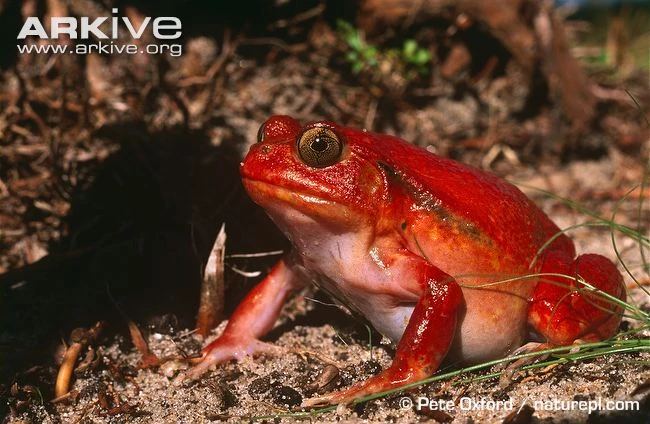 Tomato Frog | Animals Wiki | Fandom