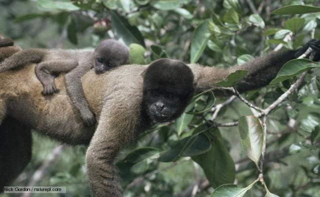 Brown Woolly Monkey | Animals Wiki | Fandom