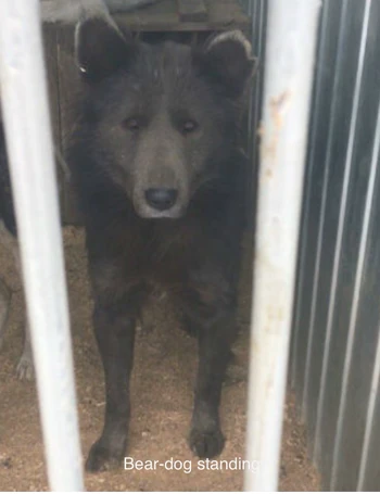 Bear-dog hybrid | Animals Wiki | Fandom