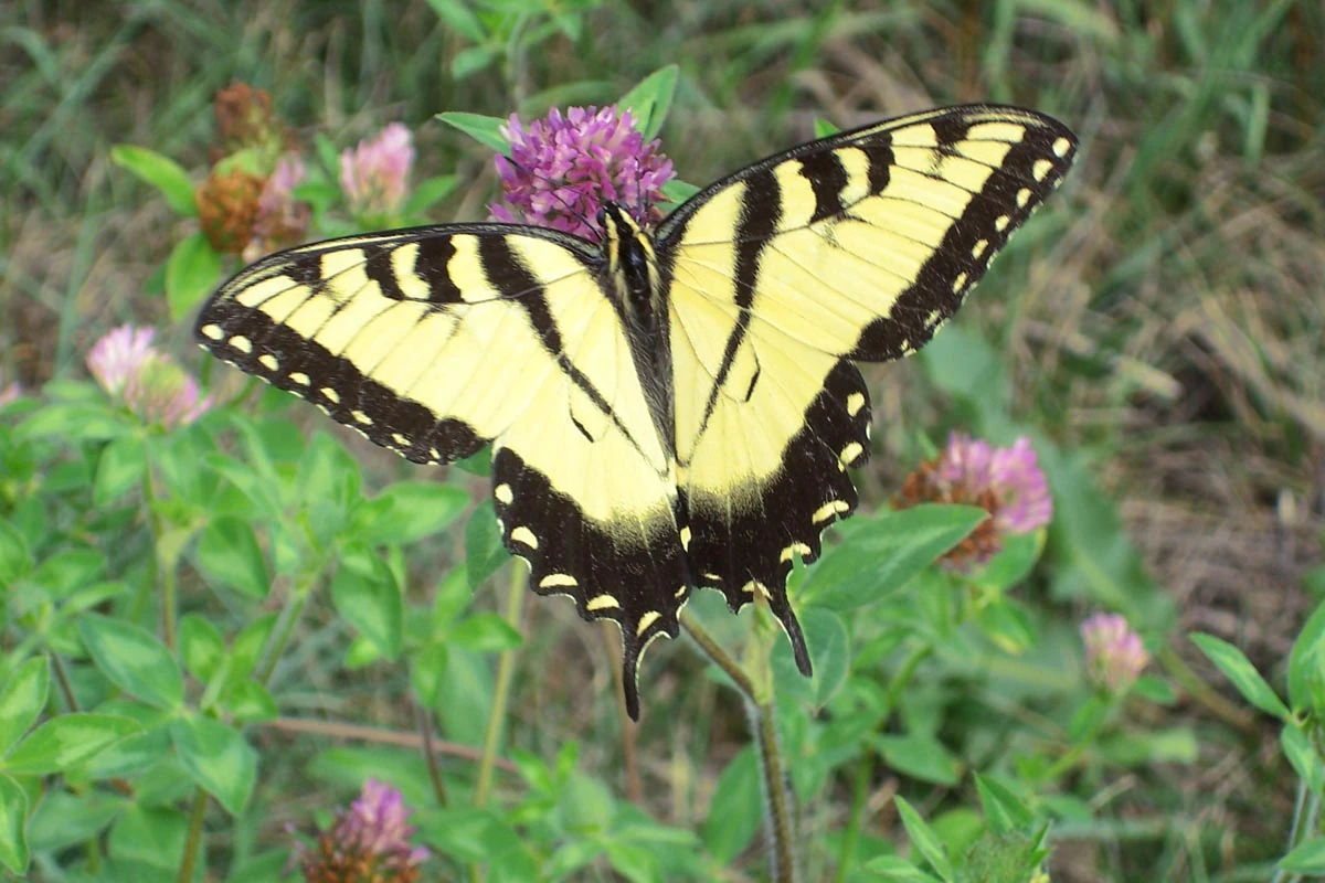 Tiger Swallowtail | Animals Wiki | Fandom