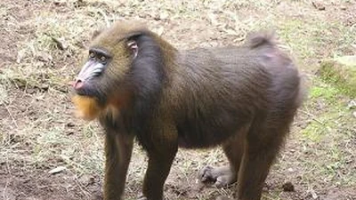 Discuss Everything About Animals Wiki | Fandom