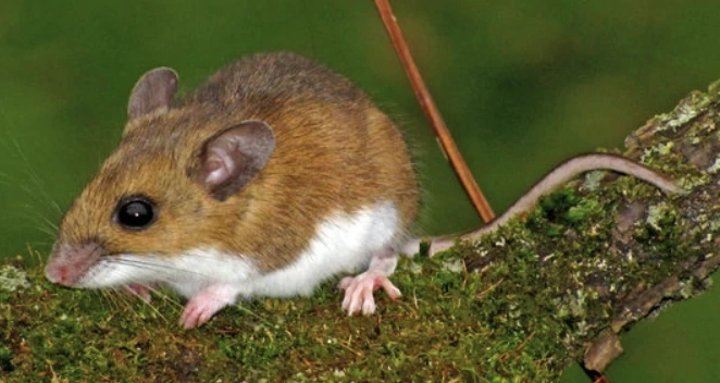 White Footed Mouse