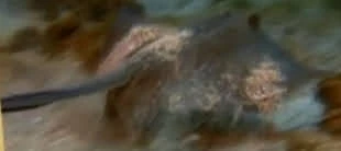 Diamond Stingray | Animals Wiki | Fandom