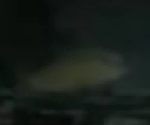 Pilot Fish | Animals Wiki | Fandom