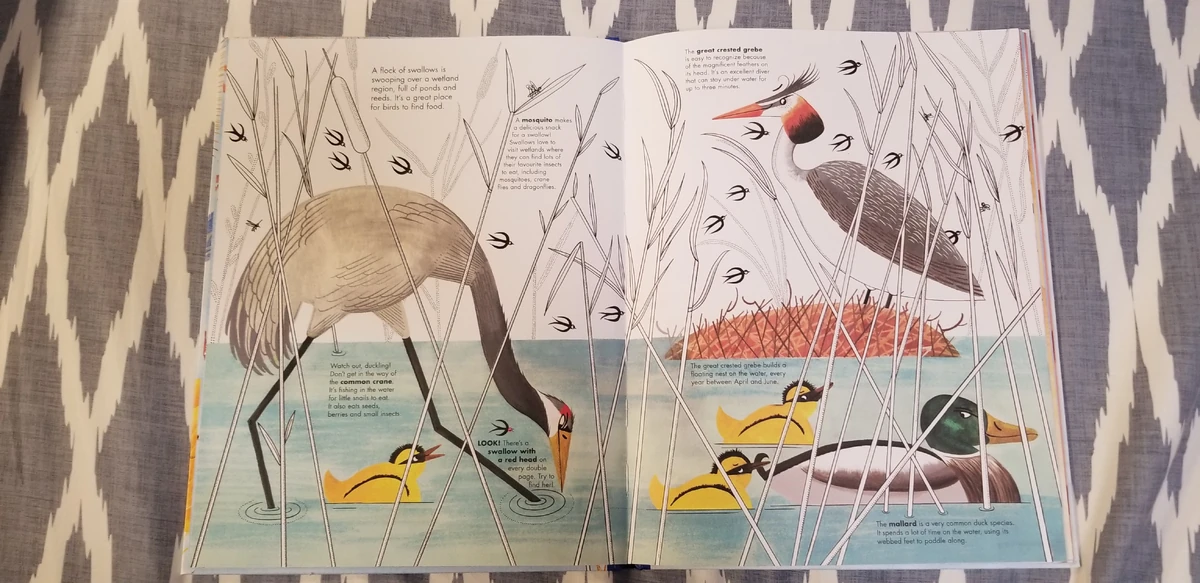 List of Species in 1001 Birds | Animals Wiki | Fandom