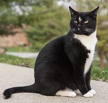 Bicolored Cat | Animals Wiki | Fandom