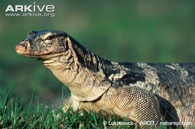 Asian Water Monitor | Animals Wiki | Fandom