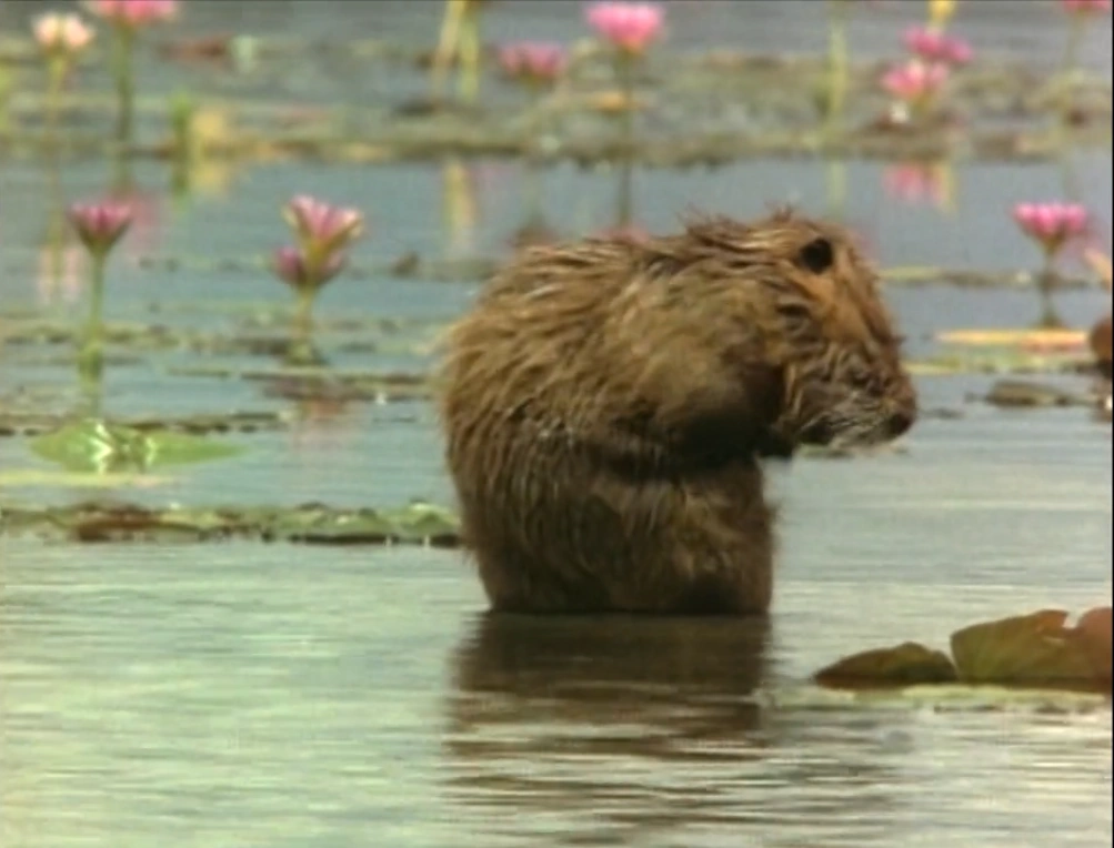 Nutria | Animals Wiki | Fandom