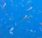 Yellowback Anthias | Animals Wiki | Fandom