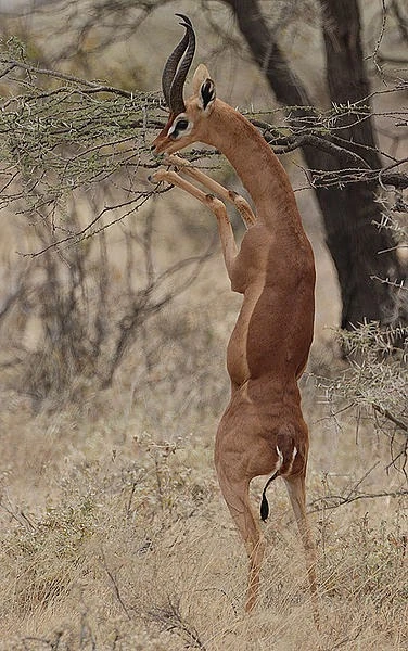 Gerenuk | Animals Wiki | Fandom