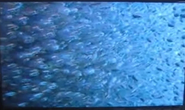 Parapriacanthus darros | Animals Wiki | Fandom