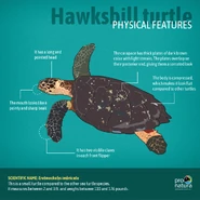 Hawksbill Sea Turtle | Animals Wiki | Fandom