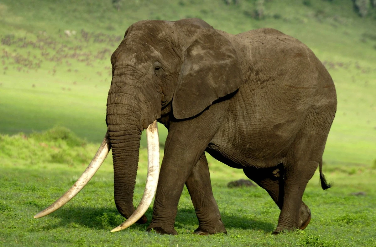 African Animals, Inc. | Animals Wiki | Fandom