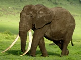 Category:NatureRules1 | Animals Wiki | Fandom