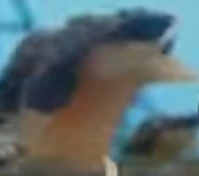 Common Limpet | Animals Wiki | Fandom