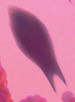 Whitespotted Smooth-Hound | Animals Wiki | Fandom