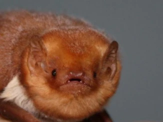 Eastern Red Bat | Animals Wiki | Fandom