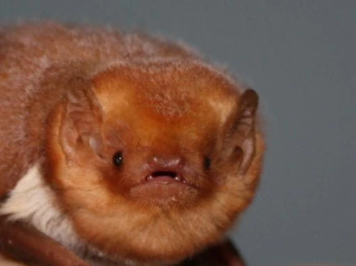 Eastern Red Bat | Animals Wiki | Fandom
