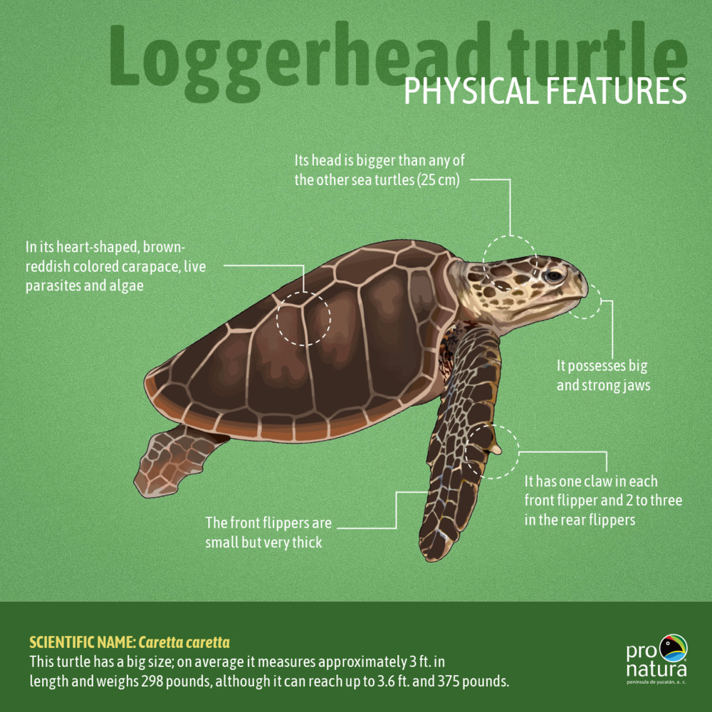 Loggerhead Sea Turtle | Animals Wiki | Fandom