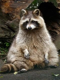 Category:Procyonids | Animals Wiki | Fandom