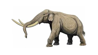 Stegodon | Animals Wiki | Fandom