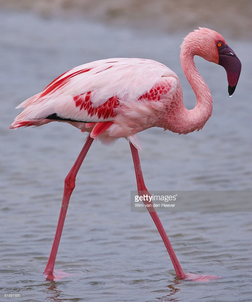 Lesser Flamingo