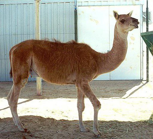 Cama | Animals Wiki | Fandom