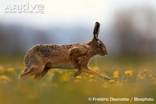 European Hare | Animals Wiki | Fandom