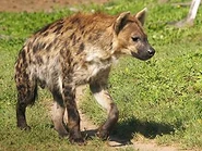 The Lion King (NatureRules1 and AnimalsRule2004 Version) | Animals Wiki ...