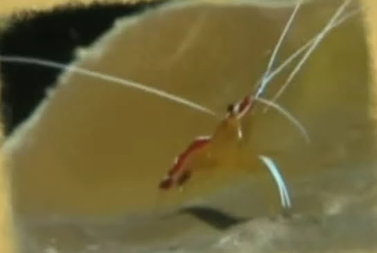 Redbacked Cleaner Shrimp | Animals Wiki | Fandom