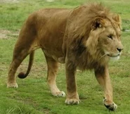 Somali Lion | Animals Wiki | Fandom