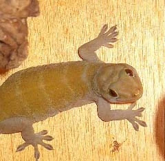 Golden Gecko | Animals Wiki | Fandom