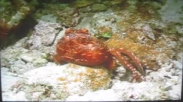 Gloomy Octopus | Animals Wiki | Fandom