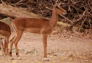 Impala | Animals Wiki | Fandom