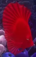 Flame Hawkfish | Animals Wiki | Fandom