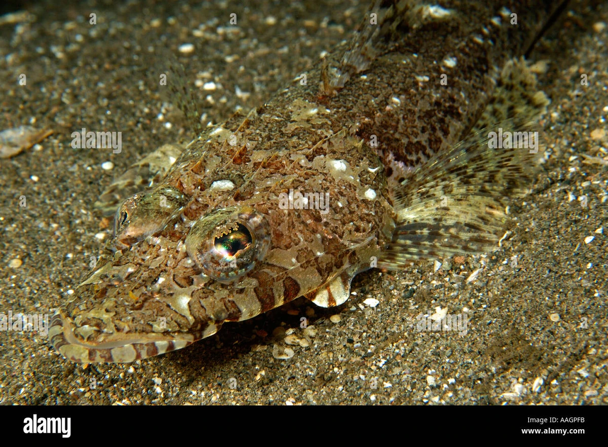 Fringelip Flathead | Animals Wiki | Fandom