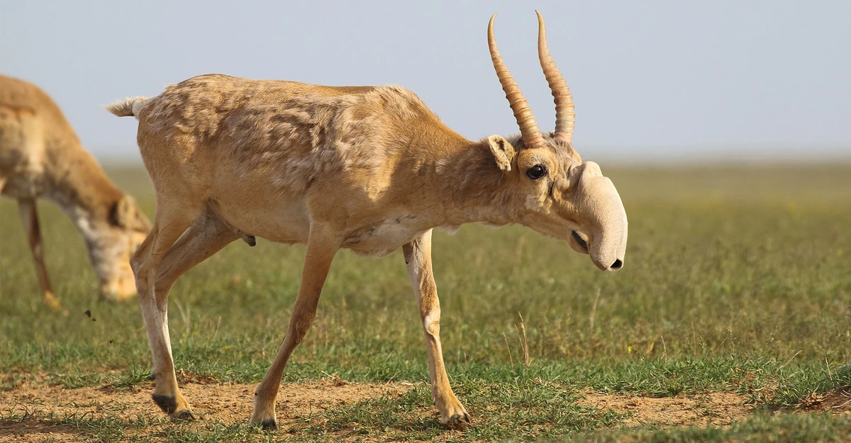Saiga | Animals Wiki | Fandom